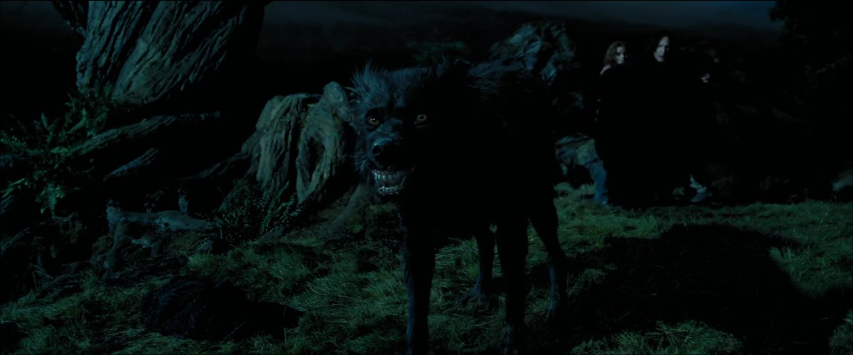 Sirius Black Wolf