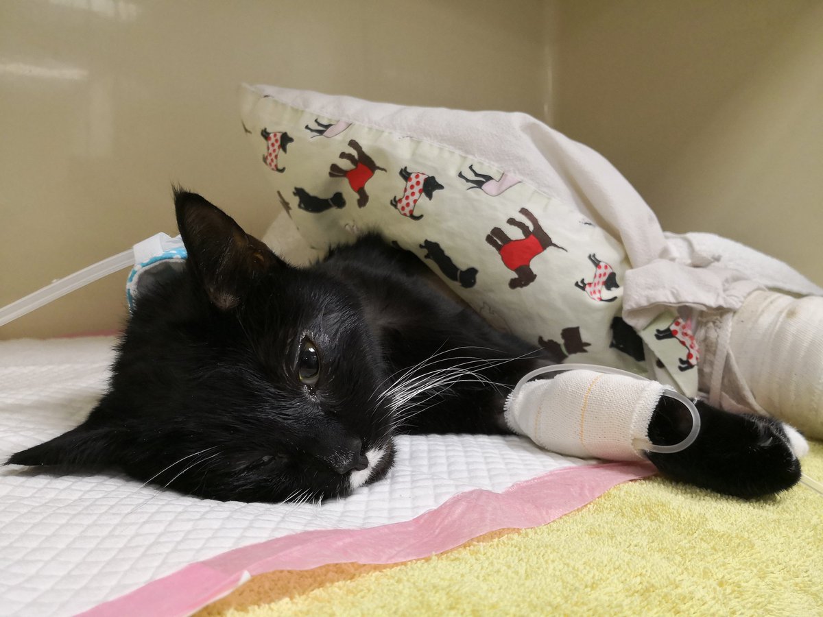 Anthony Hamby (@Itamae_Anthony) | Twitter