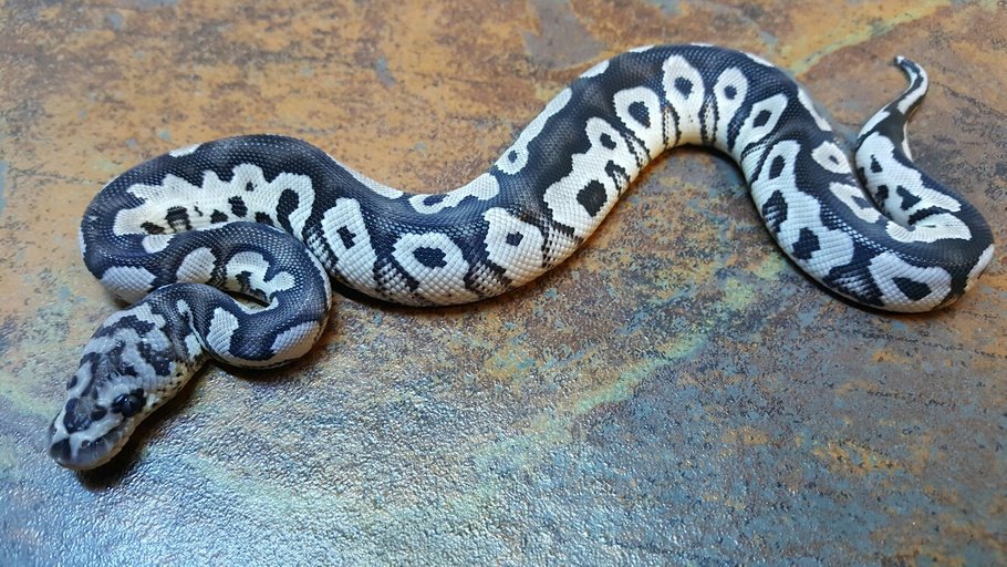 Axanthic Killer Clown Ball Python