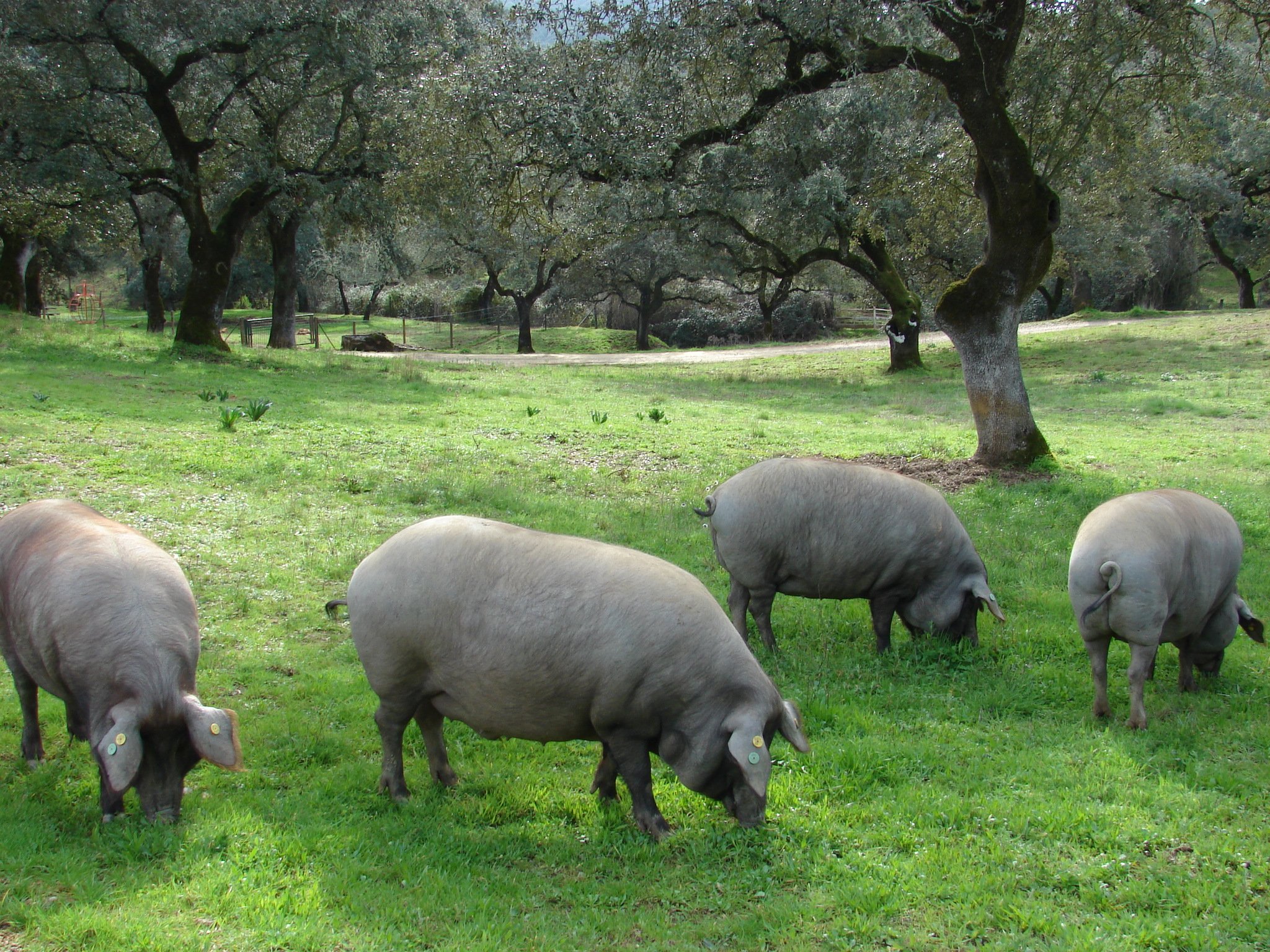 Extraordinary Pigs