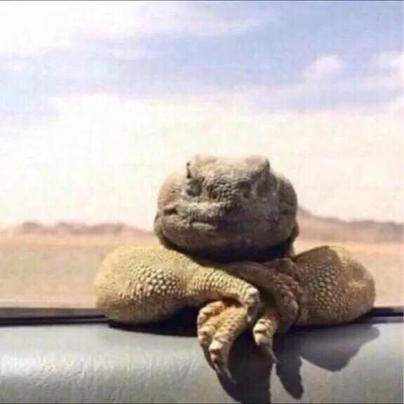 Naser (@Naser_Alqahtani) | Twitter