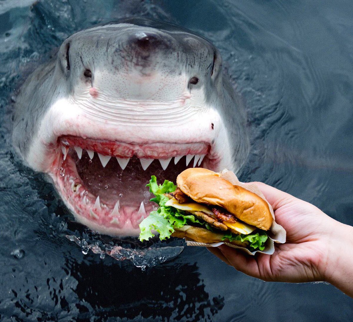 Shark Eating A Cheeseburger