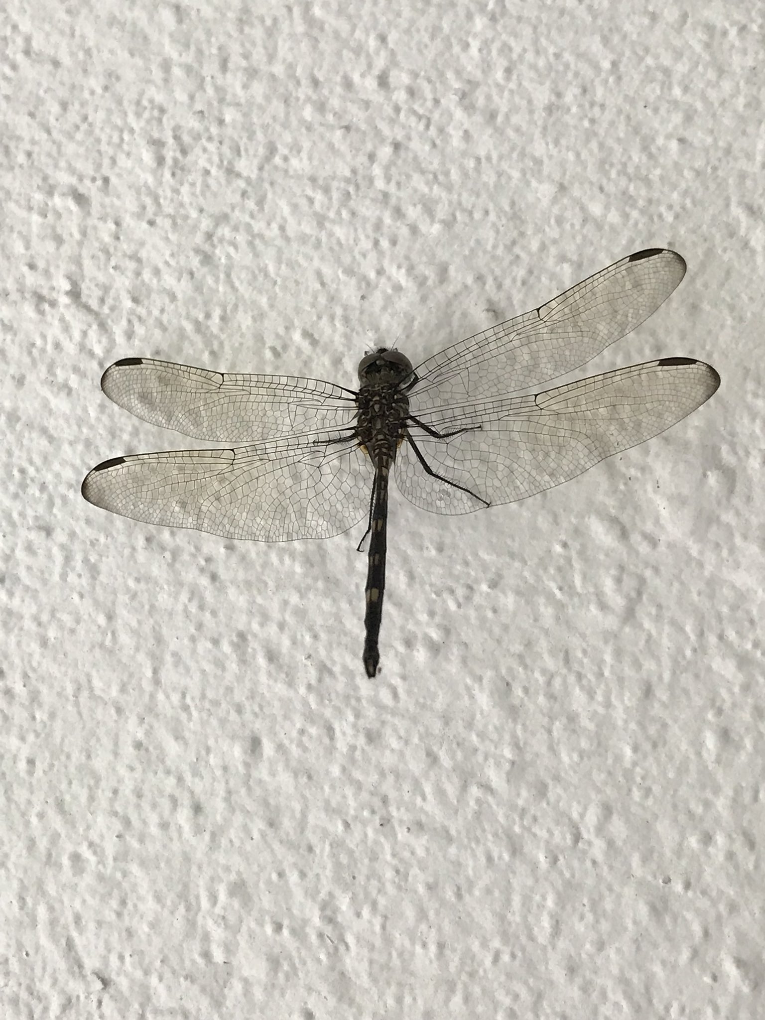 menor Sumergido Carne de cordero caballete insecto Posdata Atravesar Leia