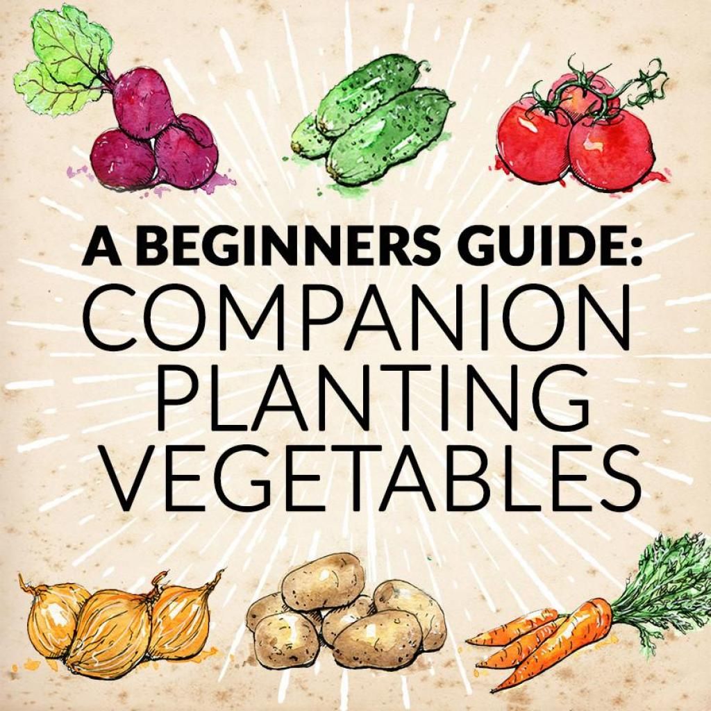 Beginners Guide: Companion Planting Vegetables. Learn how growing ...