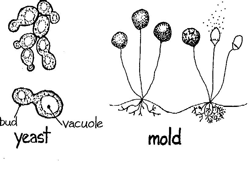 Fungi are nonphotosynthetic , generally saprophytic eukaryotic ...
