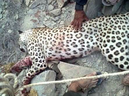 Balochistan Leopard