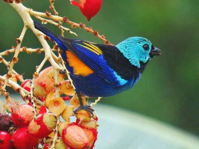 Seven Colored Tanager