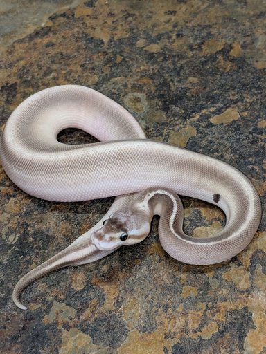 Lesser Super Cinnamon Ball Python