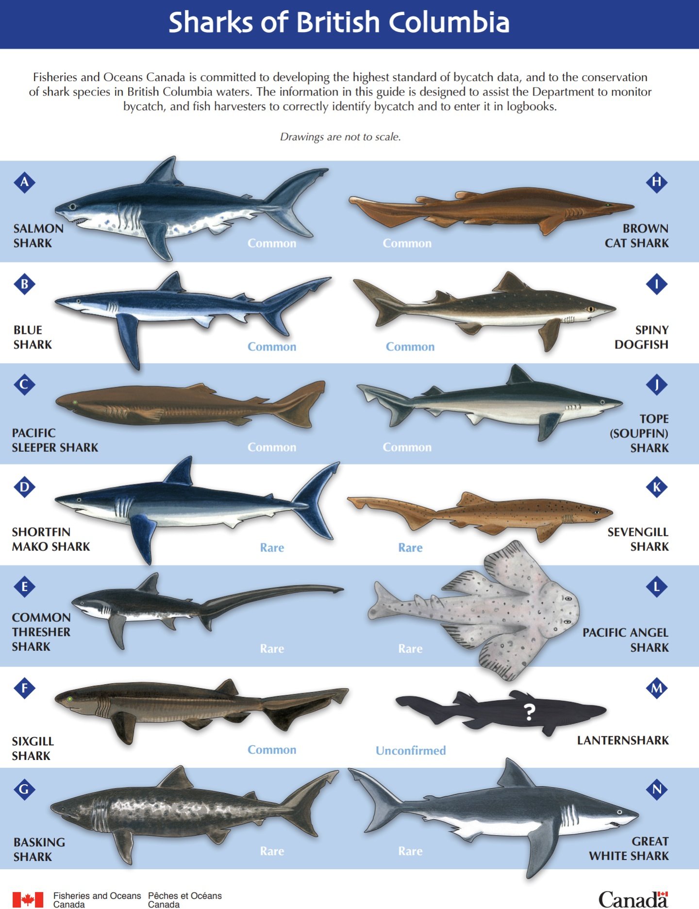 Atlantic Sharks