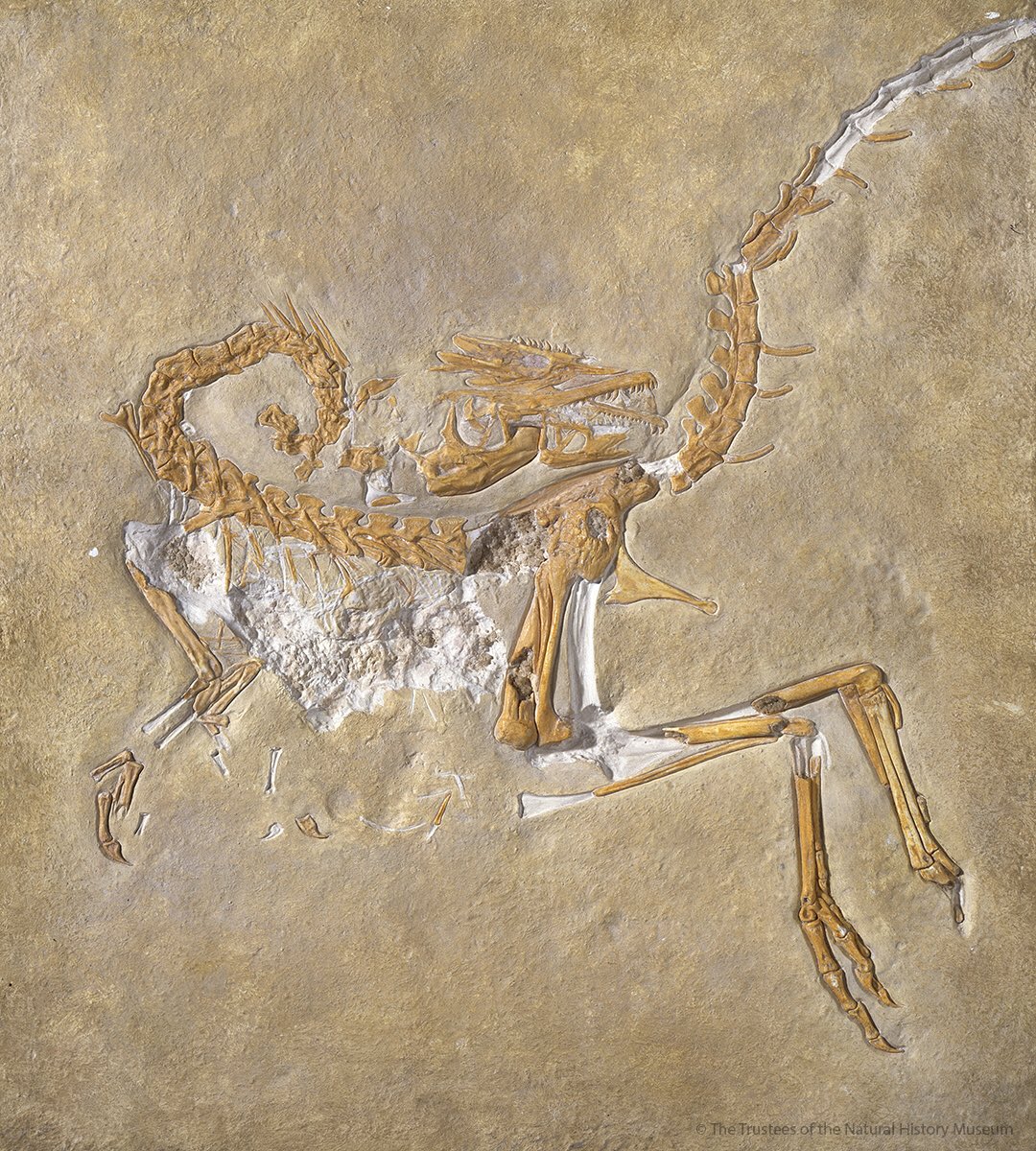 Compsognathus Fossil