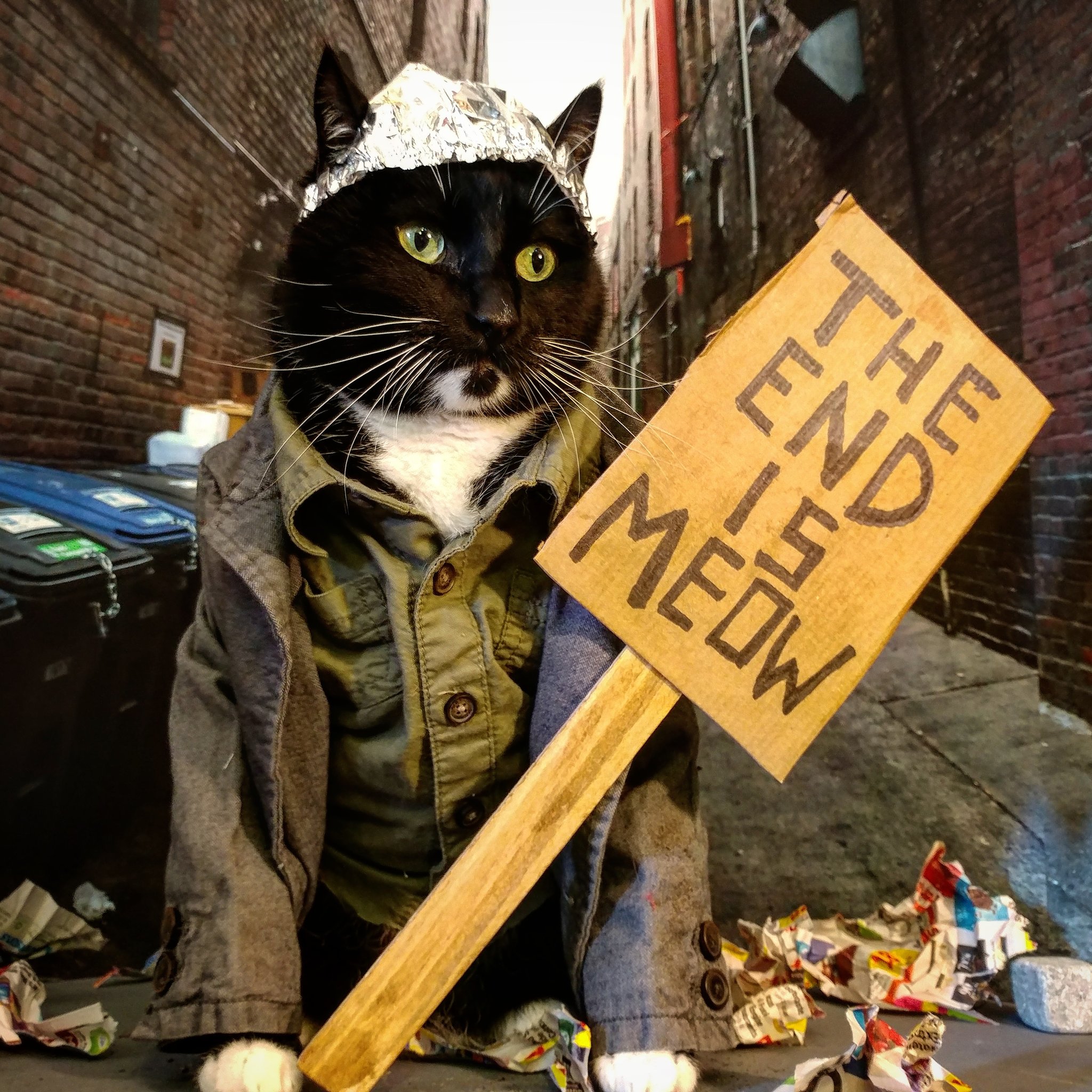 Conspiracy Cat