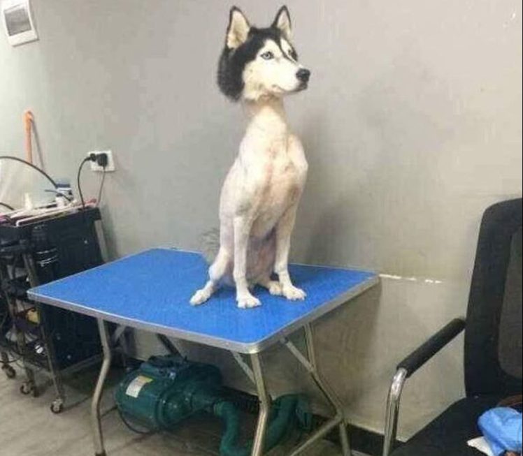 Disappointed Husky