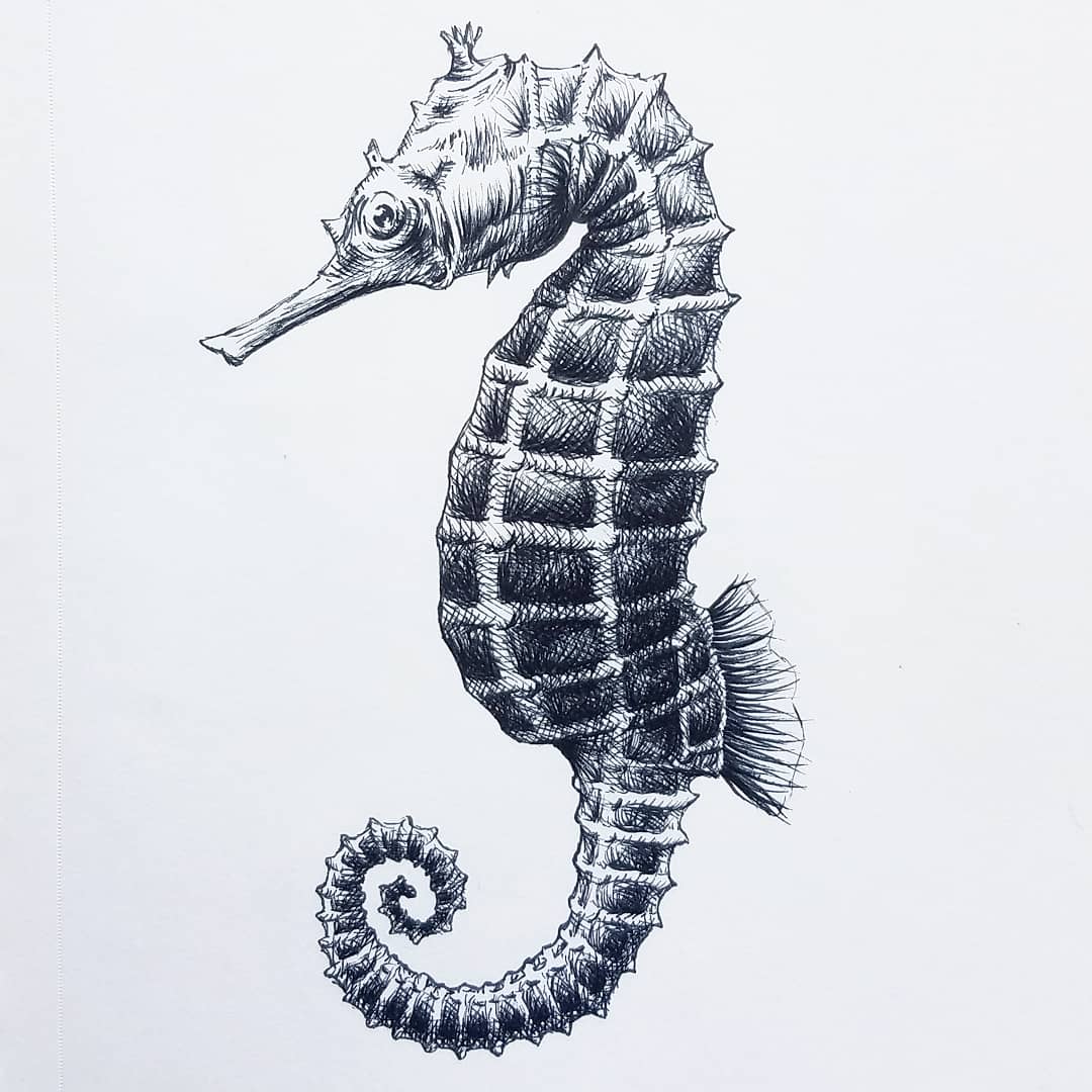 Seahorse Pencil Drawing