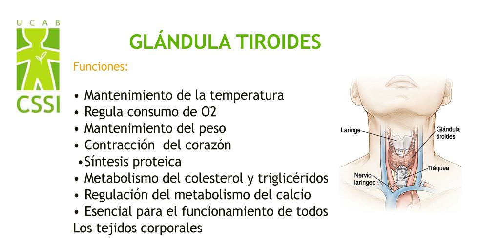 Glandula Tiroides Funciones De La Glandula Tiroides | Hot Sex Picture Glandula Tiroides Funciones De La Glandula Tiroides | Hot Sex Picture