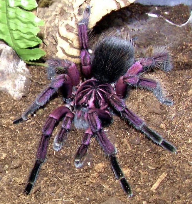 Pink Bloom Tarantula