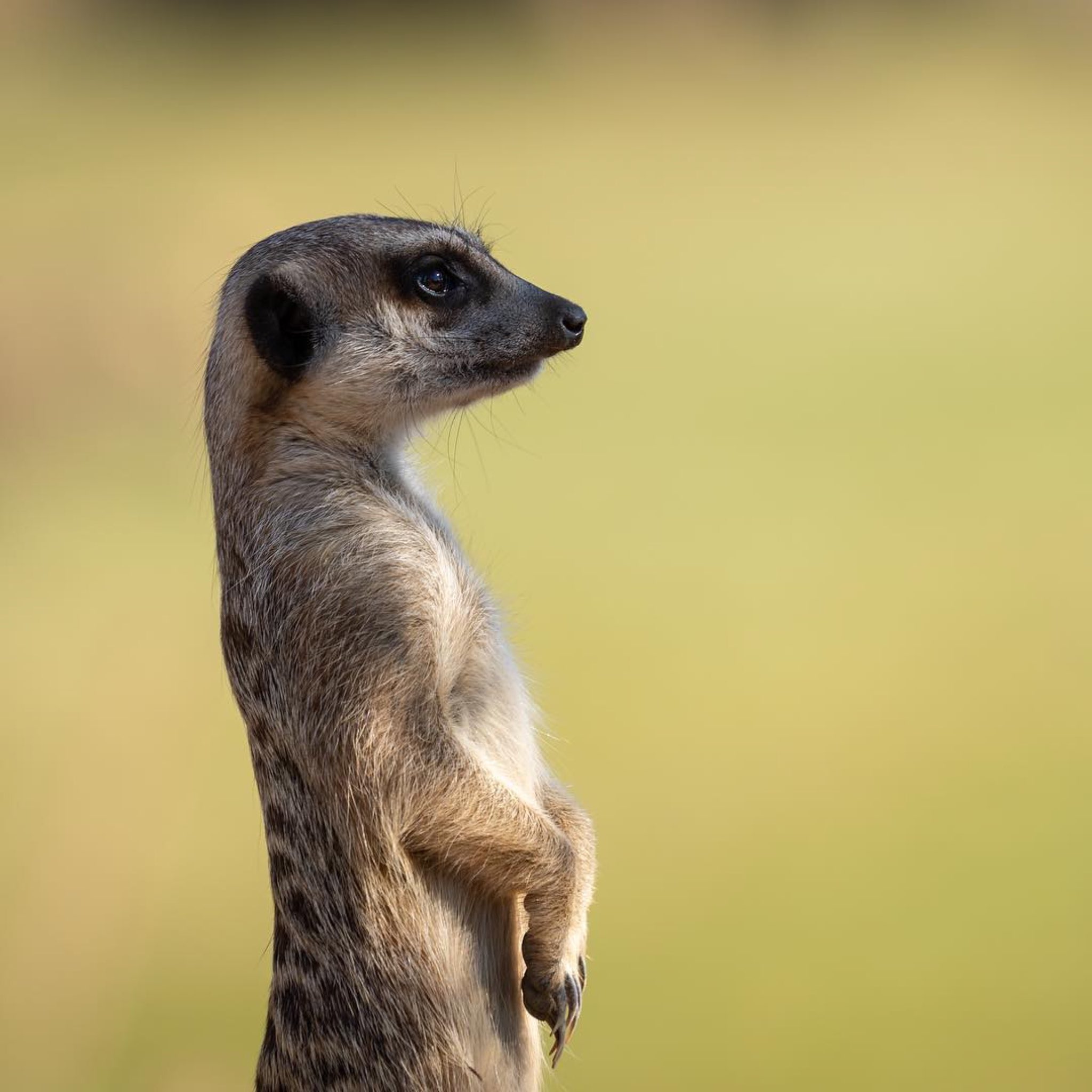Drunk Meerkat File:Meerkat Stare.jpg Wikipedia