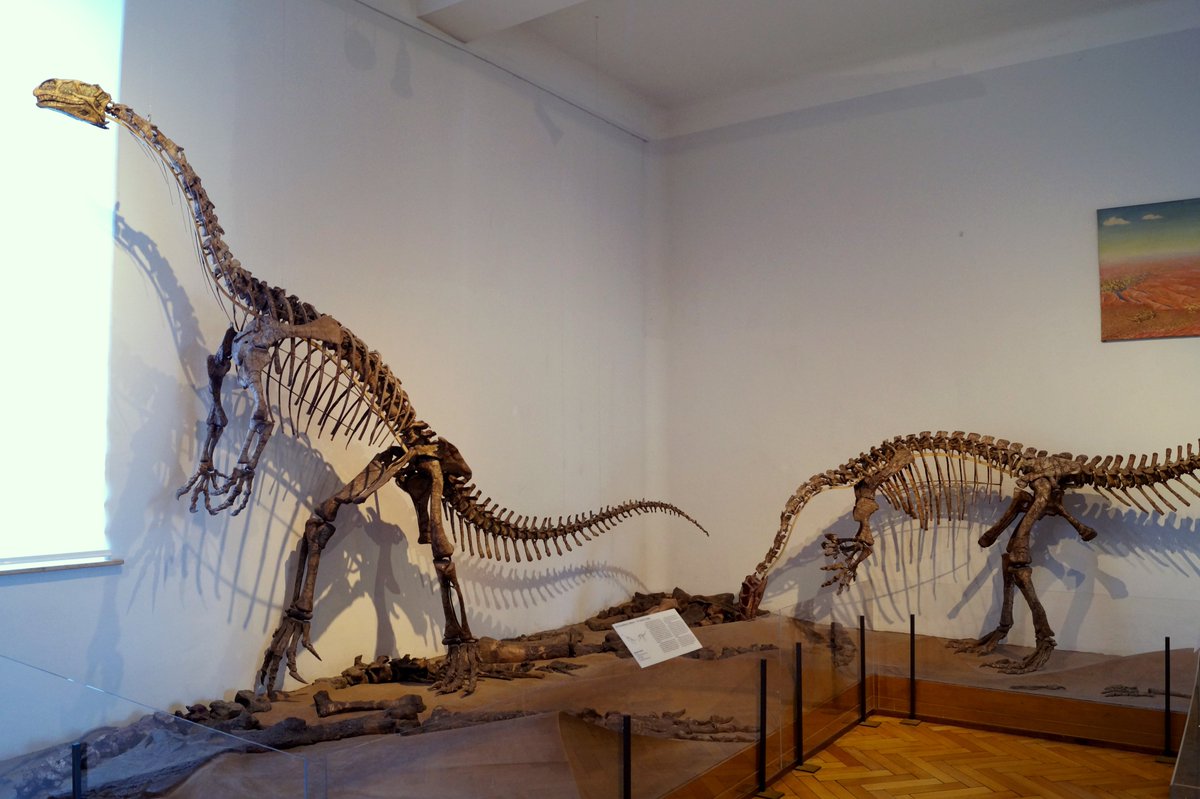 Plateosaurus Fossil