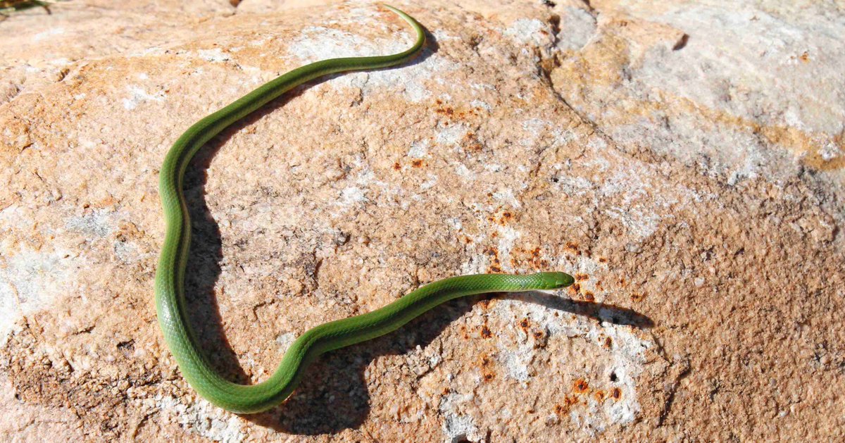 Common Snakes Of Utah