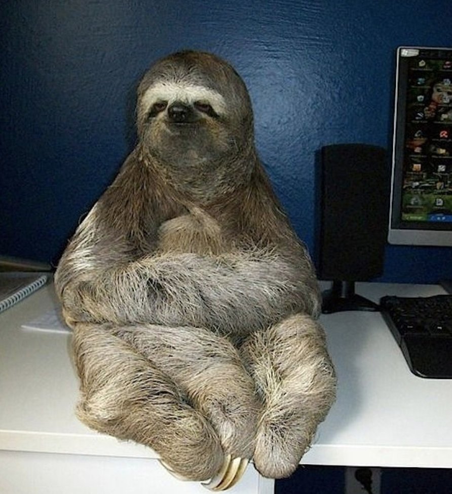 Sloth Sitting In Chair
