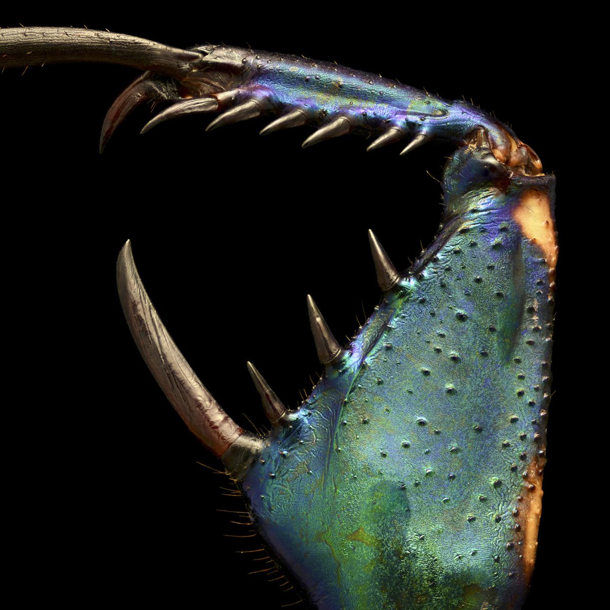 Macro Photographs of Iridescent Insects Composed of 10,000 Images by ...