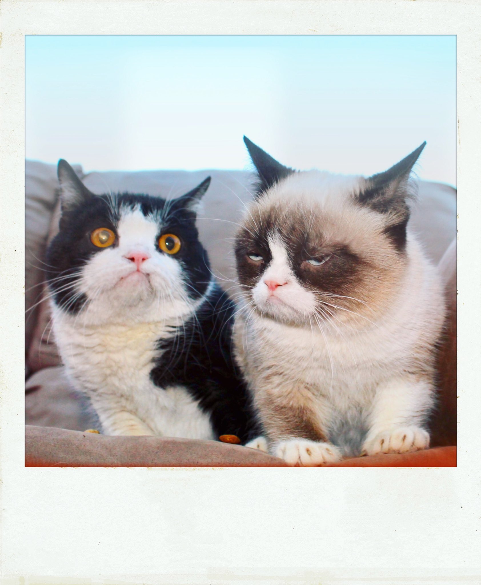 Grumpy Cats Parents
