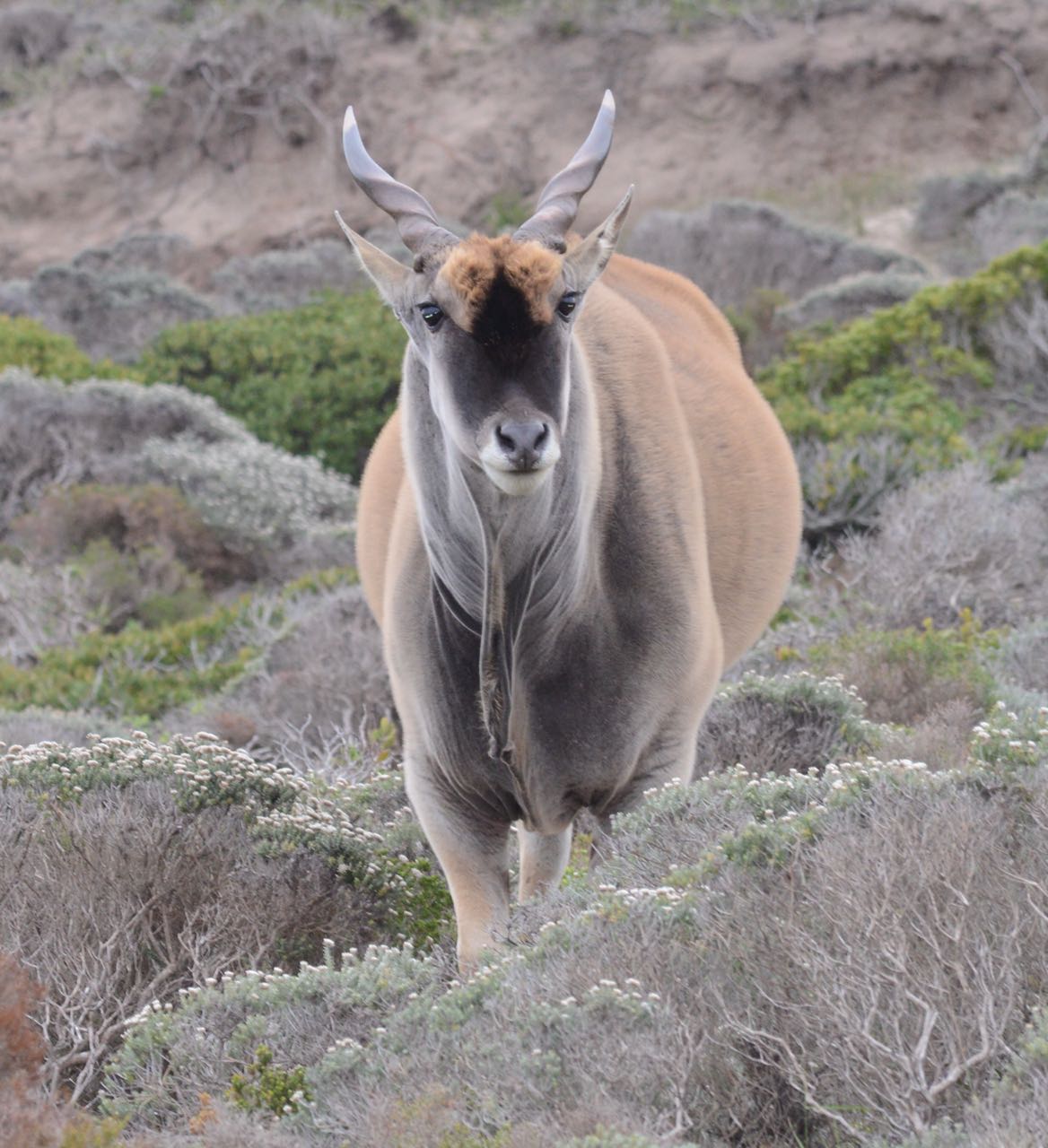 South African Antelope Species