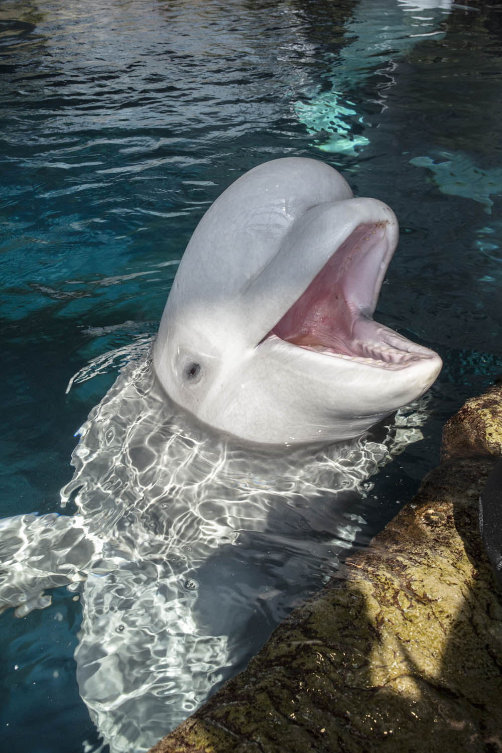 Shedd Aquarium Beluga Whales