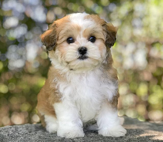 Morkie Poo