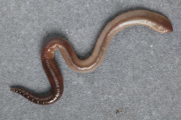 WormWednesday The largest earthworm in Britain is Lumbricus terrestris ...