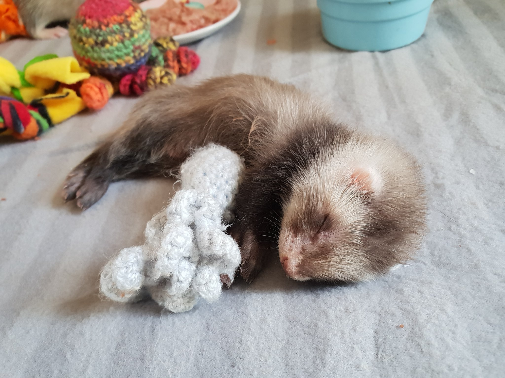 Ferret Pet Cute