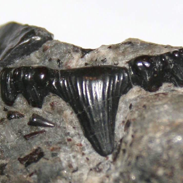 Hybodus Shark Tooth