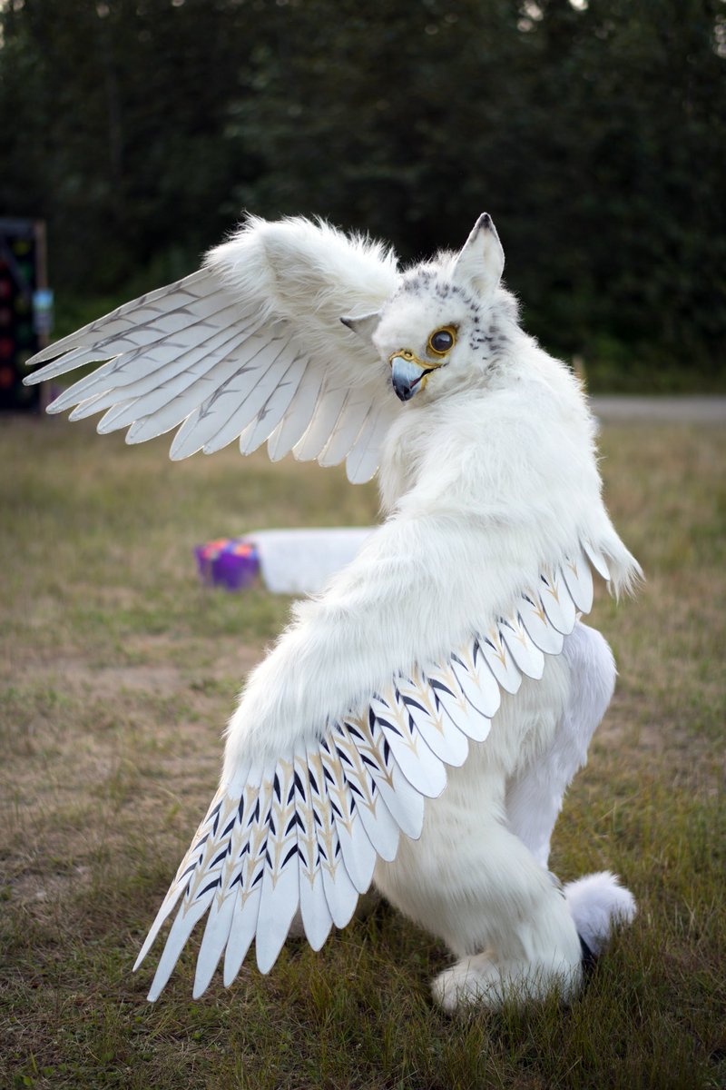 Sora Gryphon - #fursuitfriday | Fursuit, Furry art, Mythical creatures
