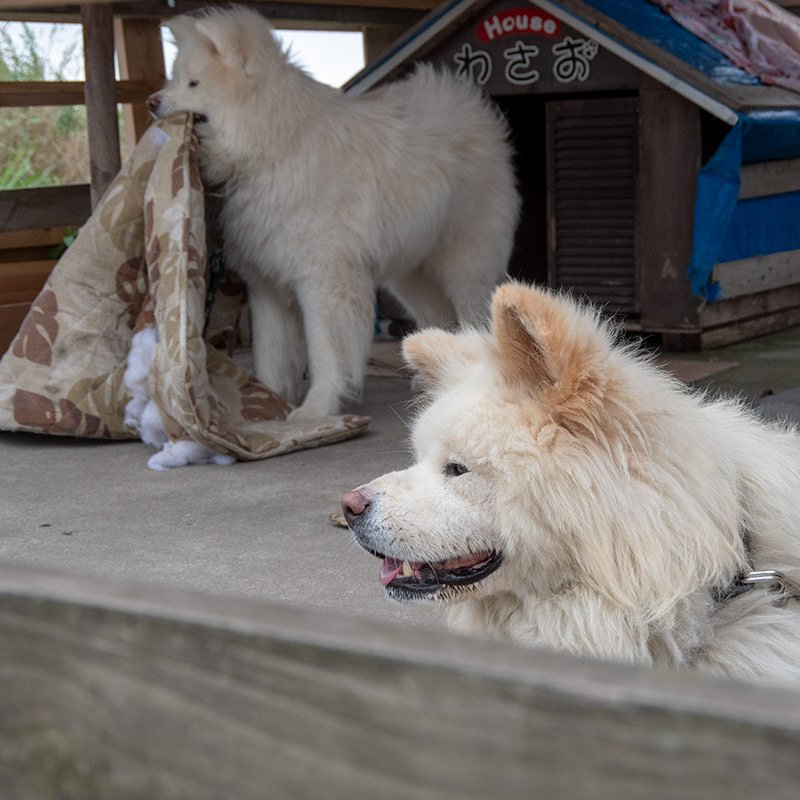 わさお公式 on Twitter: "梅雨明けですか、梅雨明けですな #佇むわさお と #暴れちょめ #わさお #wasao https://t.co/elojC9di37" / Twitter