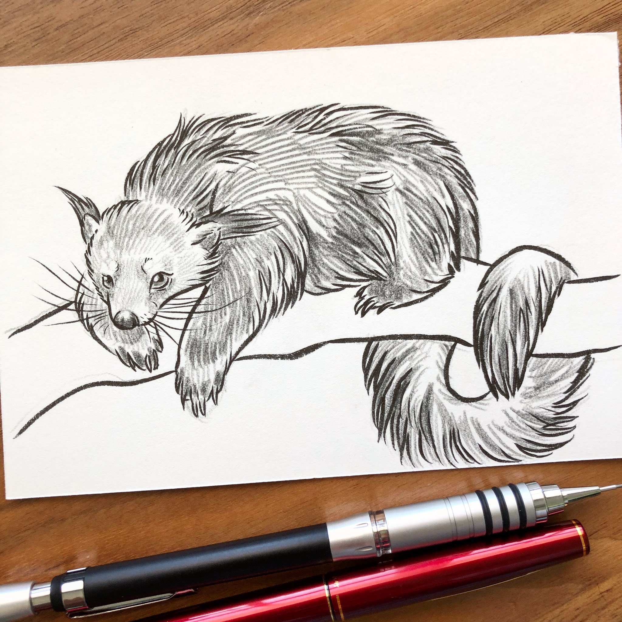 Binturong Drawing