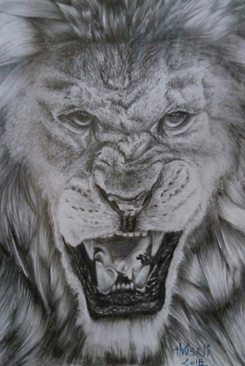Angry Lion Sketch