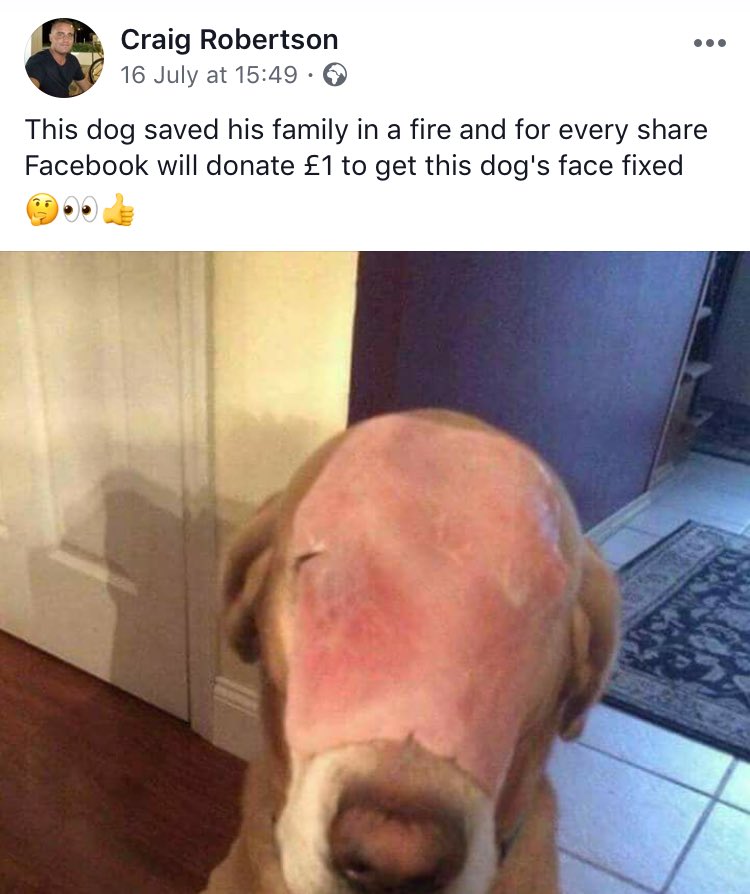 Ham Face Dog Memes 100+ Funny Dog Quotes Guaranteed To Make Anyone