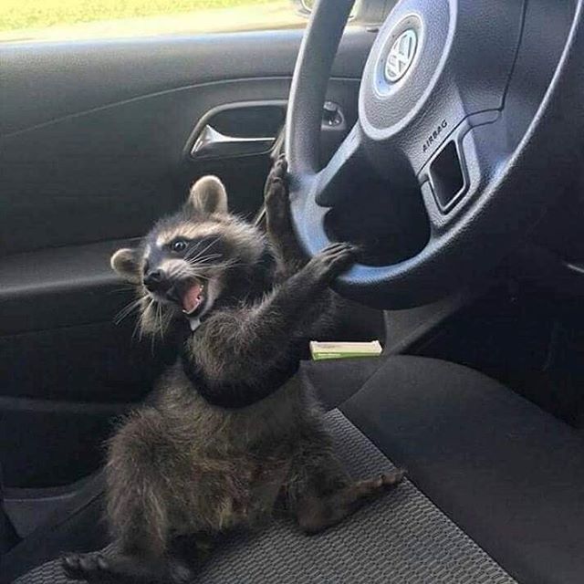 Racoon Driving A Repo Truck