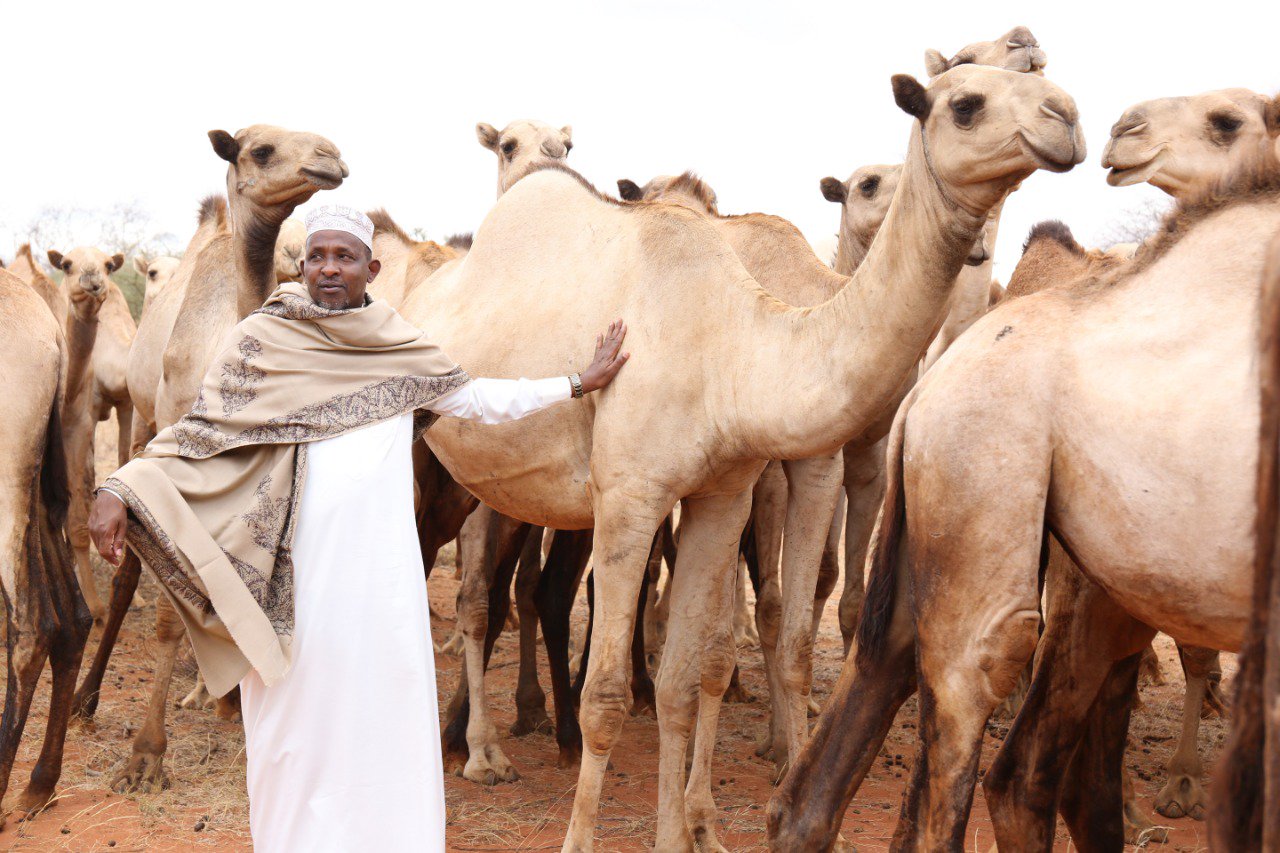 Hon. Aden Duale on Twitter: "At my camel farm outside Garissa Town where I rear over 100 she ...