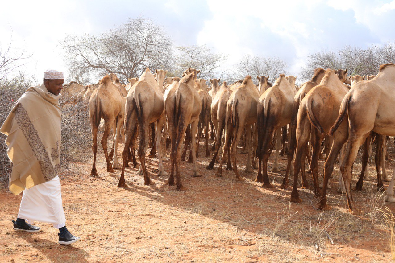 Hon. Aden Duale on Twitter: "At my camel farm outside Garissa Town where I rear over 100 she ...
