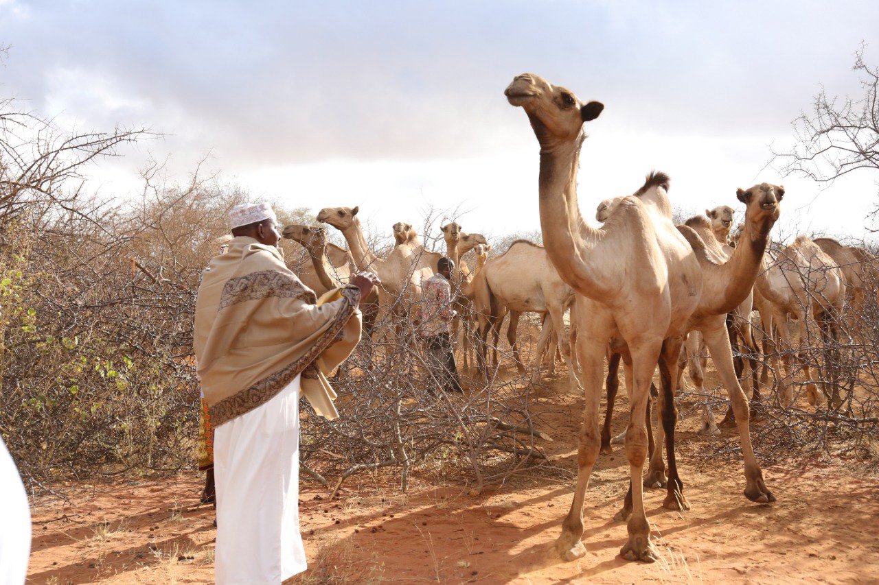 Hon. Aden Duale on Twitter: "At my camel farm outside Garissa Town where I rear over 100 she ...