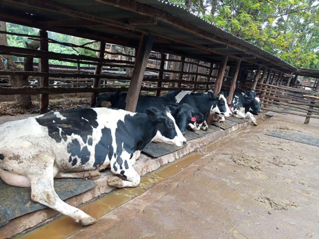 Dairy Farming In Kenya
