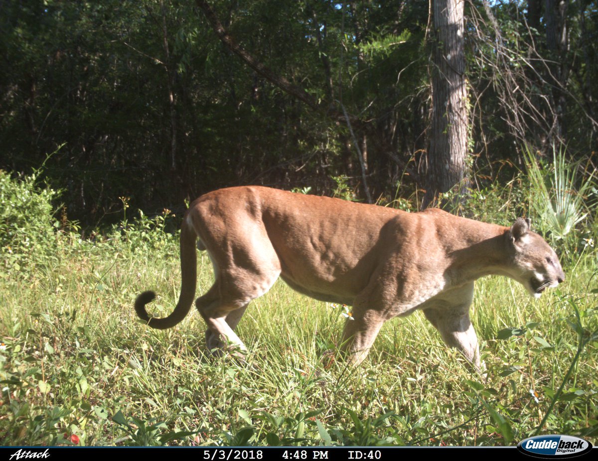 This male Florida panther (Puma concolor coryi) was caught on camera by ...