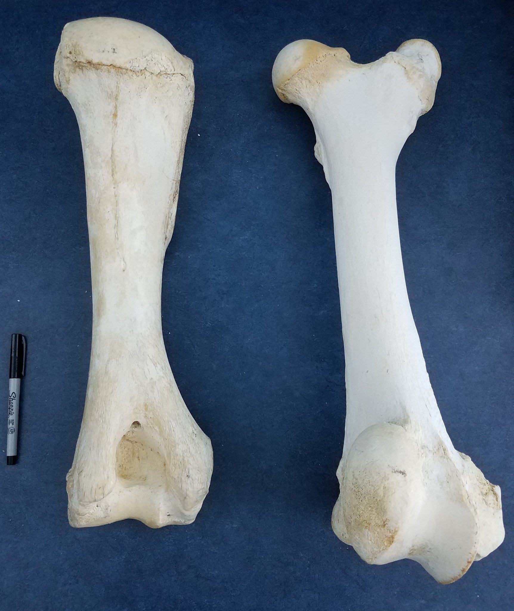 Deer Femur Vs Human Femur