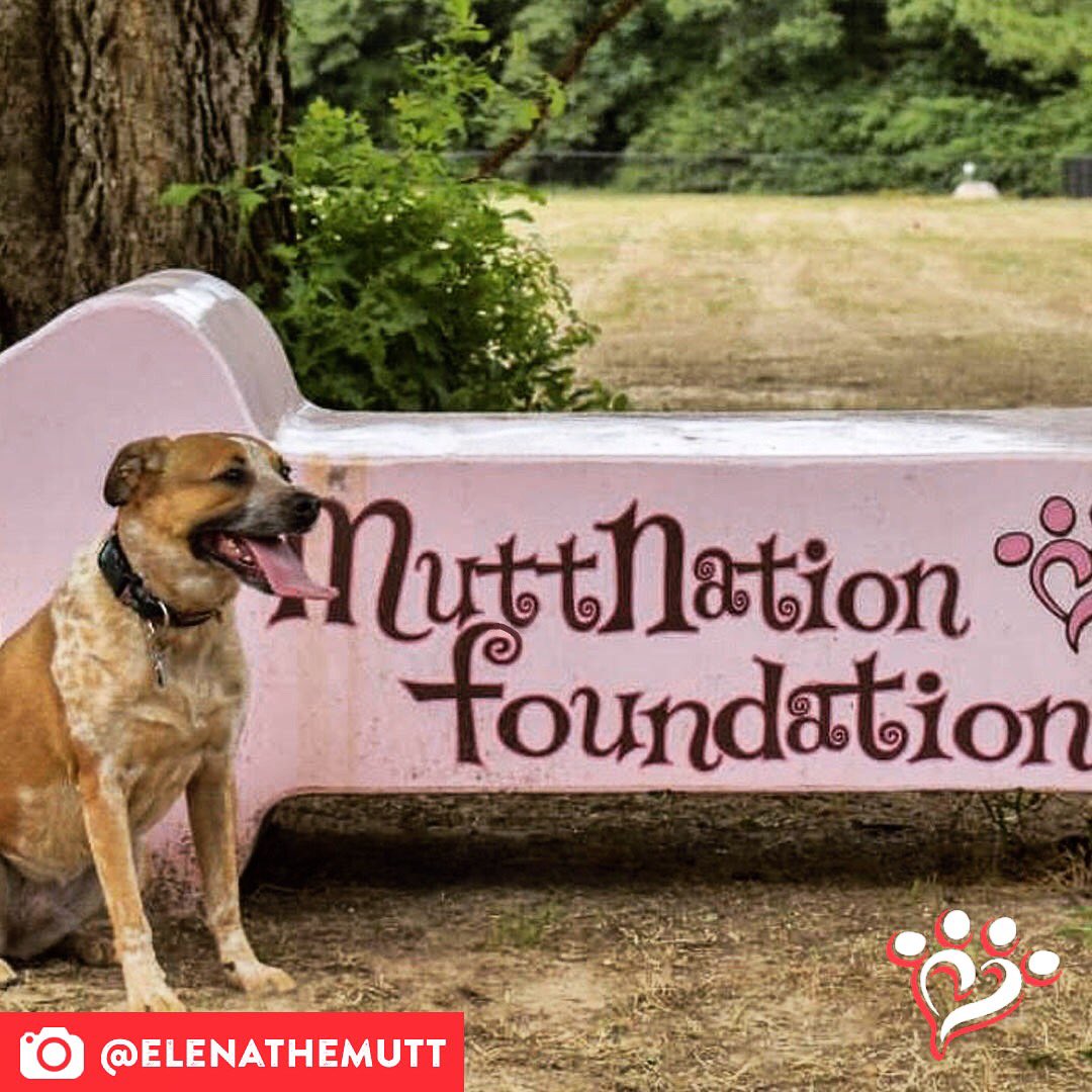 58 best Twitter @muttnation images on Pholder | Too true 😭