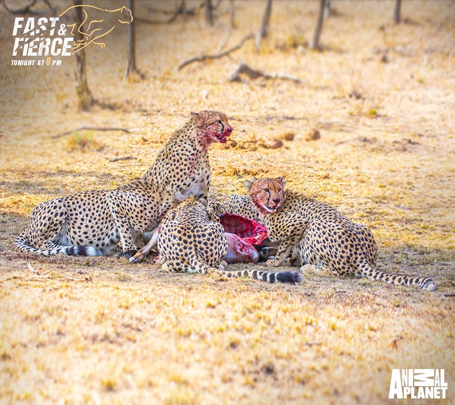 What Are Cheetahs Predators