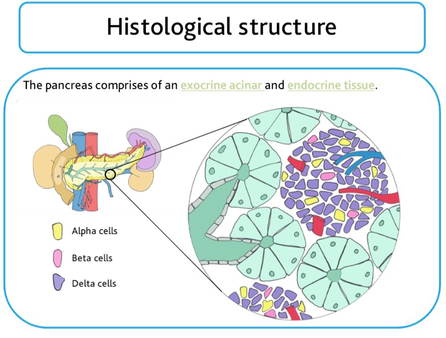 Histological Structure Of Pancreas Diagram Pancreas Histolog