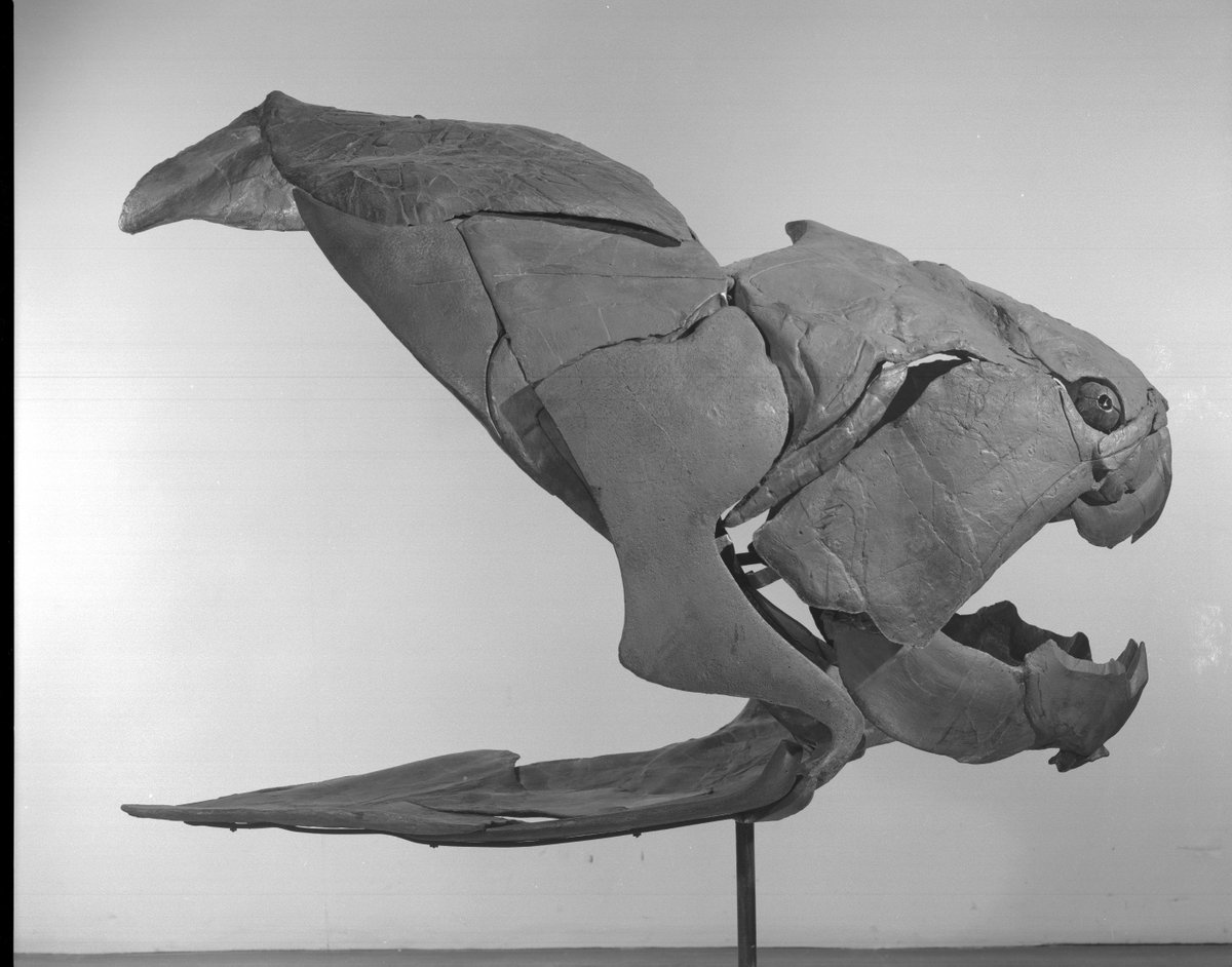Dunkleosteus Skeleton