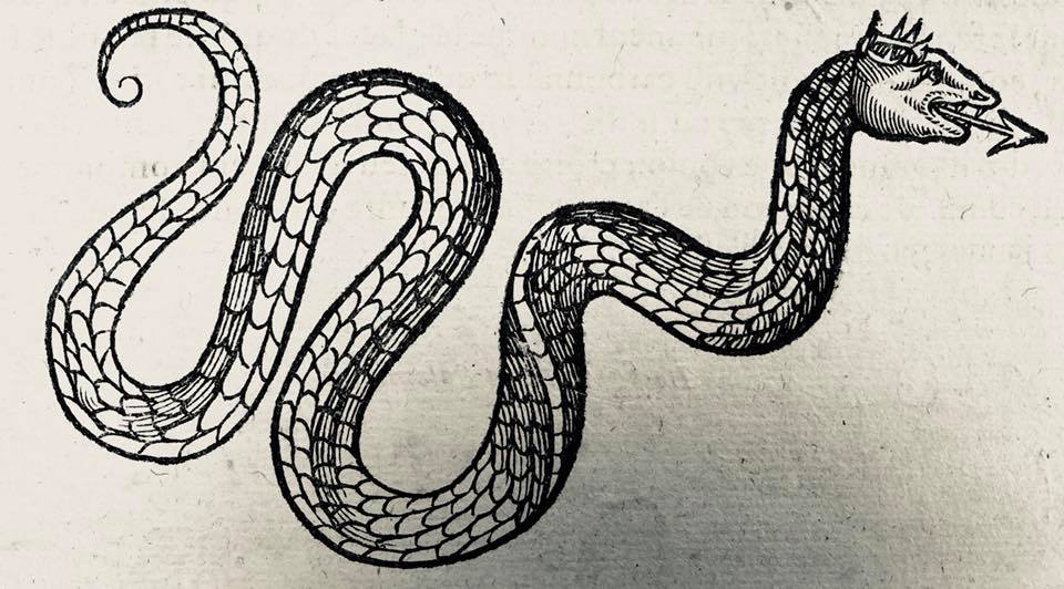 Basilisk Snake Drawing