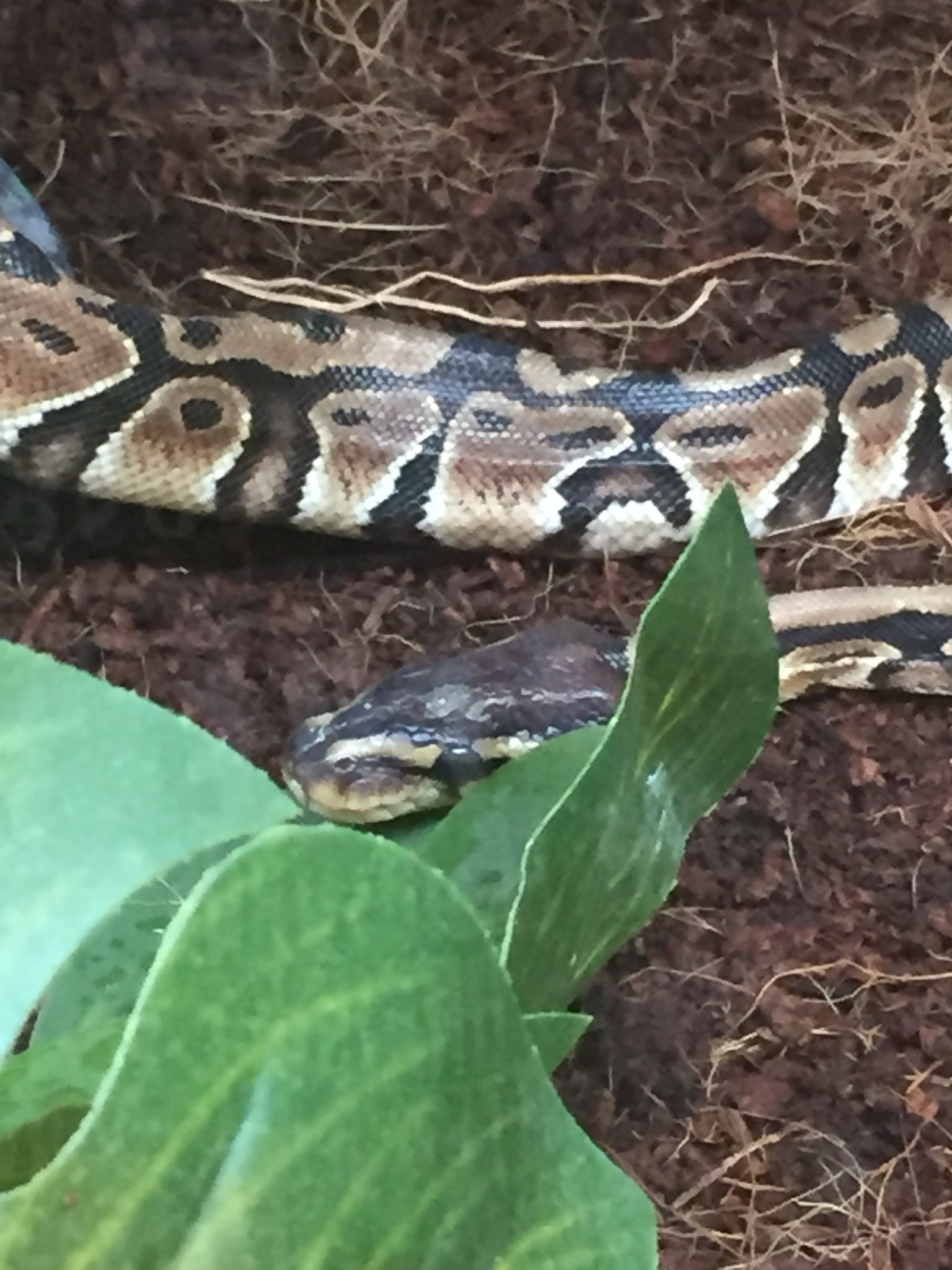 Petsmart Snakes Ball Python