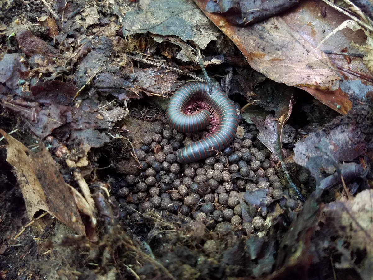 Millipede Eggs